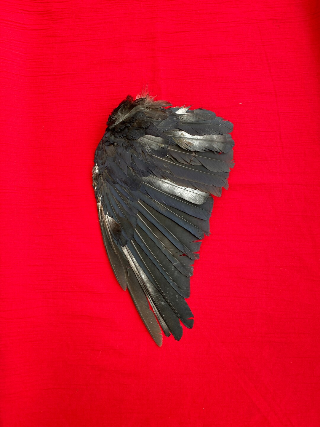 A Rare Crow Wing Smudge Fan - Etsy UK