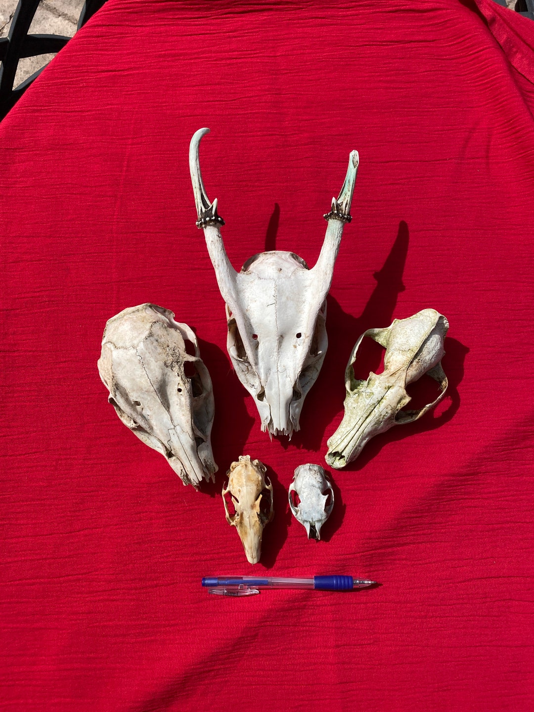 5 Wild Animal Skulls Muntjac Fox Hare Squirrel Deer Bones - Etsy