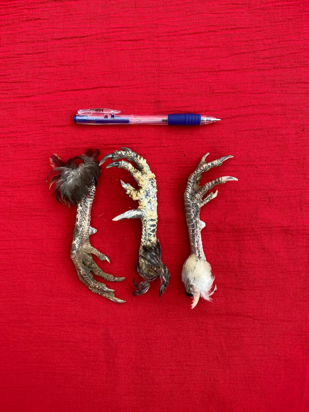 Three Spooky Hoodoo Chicken Feet Rooster Occult - Etsy