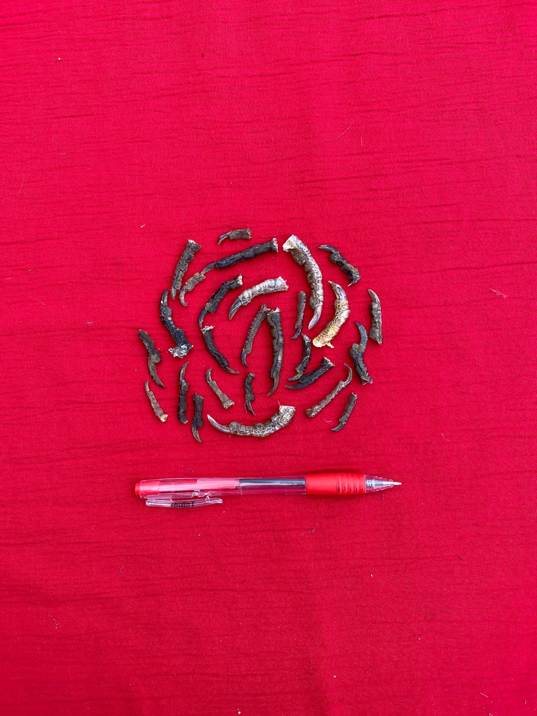 25 Bird Claws for Art Craft Jewellery Projects - Etsy