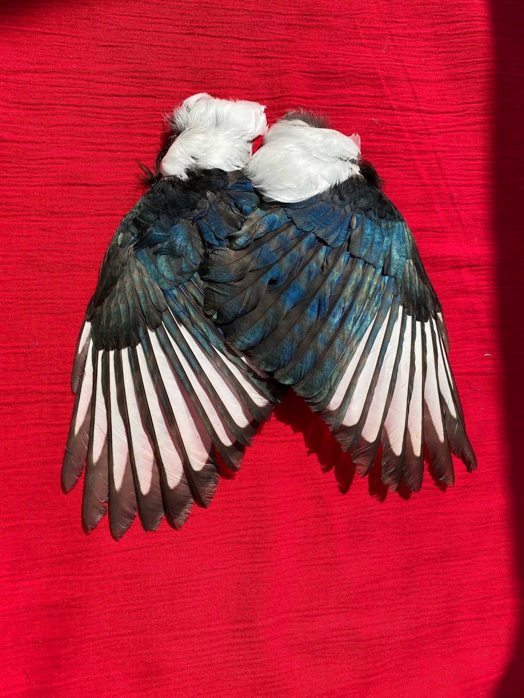 Pair Genuine Magpie Wings - Etsy