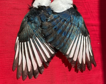 A Pair of Magpie Wings Perfect for Crafting. - Etsy