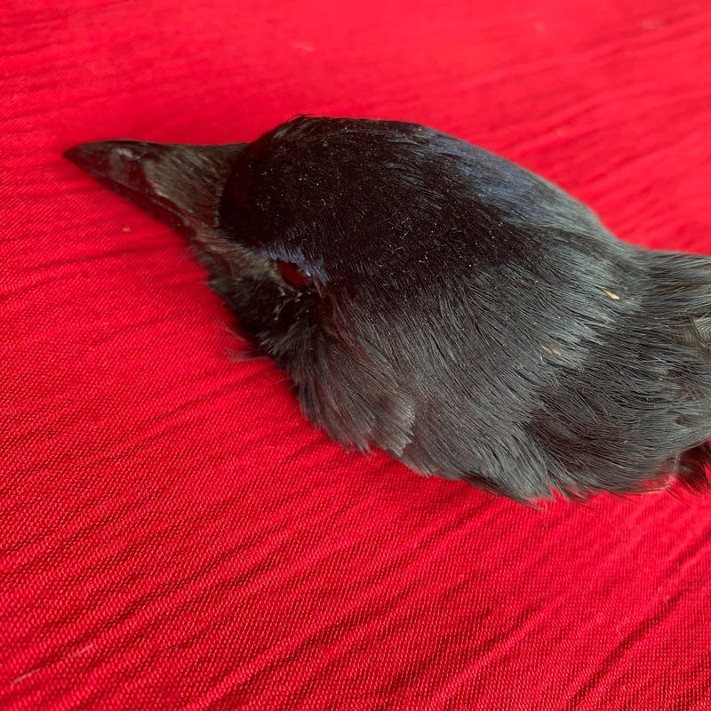 Real Crow Skull - Etsy