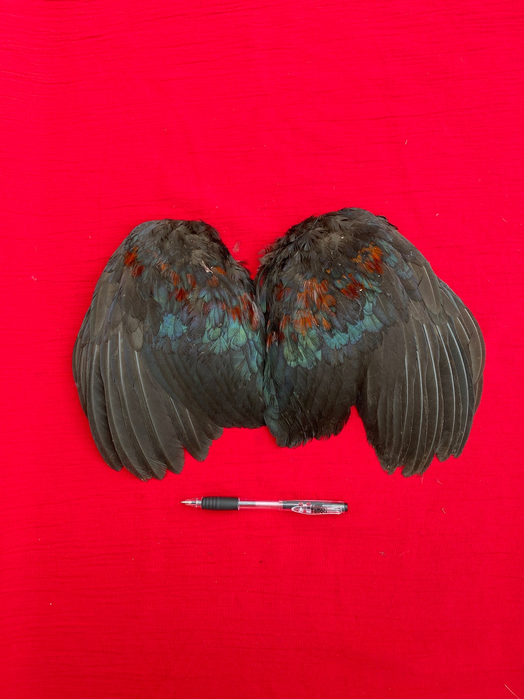 Pair Bantam Rooster Chicken Wings Crafts N4 - Etsy