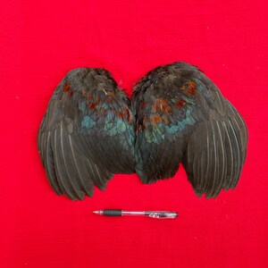 Pair Bantam Rooster Chicken Wings Crafts N4 - Etsy