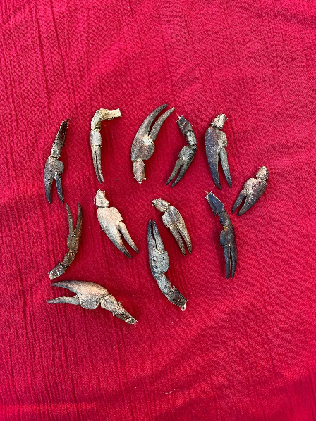 4 Crayfish Claws Pincers for Craft Work - Etsy