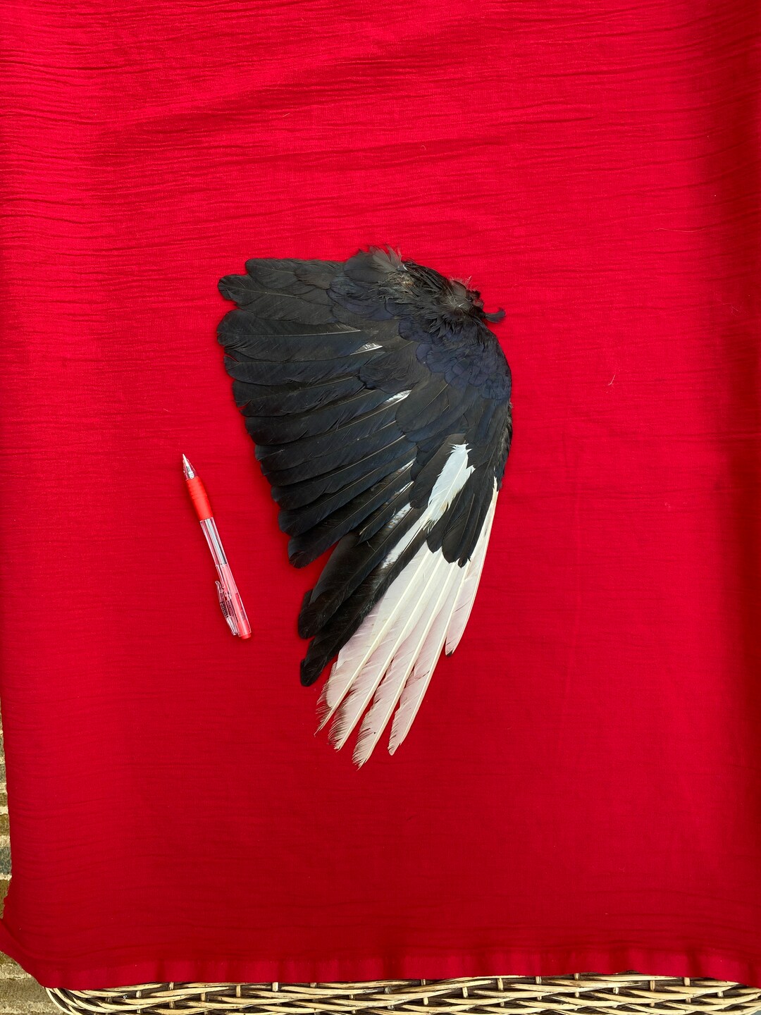 A Rare Abnormal Crow Wing Smudge Fan - Etsy