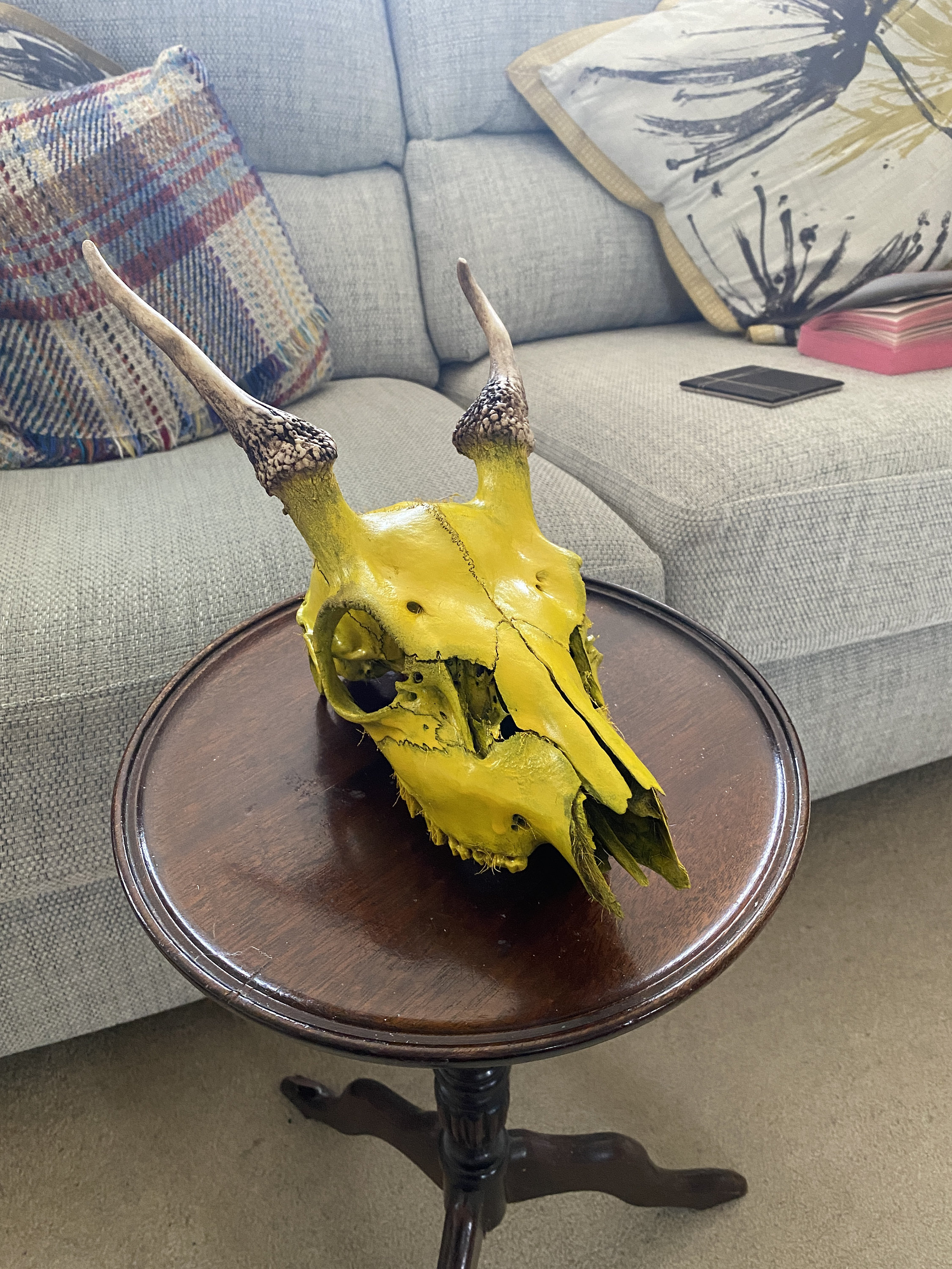 Fallow Deer Skull Antlers - Etsy