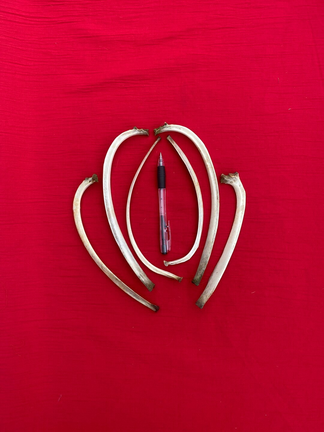 Six Deer Rib Bones - Etsy