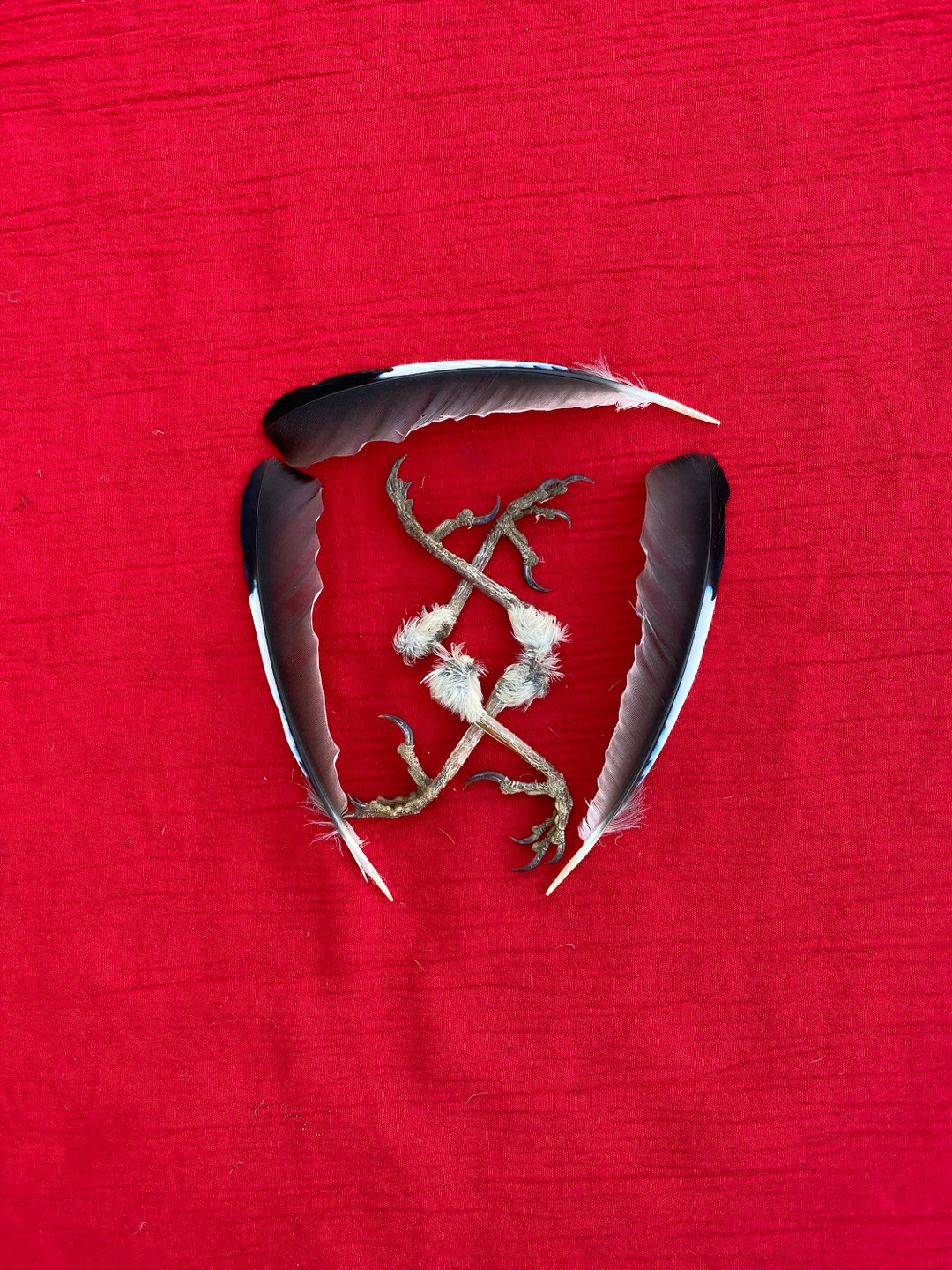 Jay Feet Birds Corvids Crow Animal Bones Feathers - Etsy