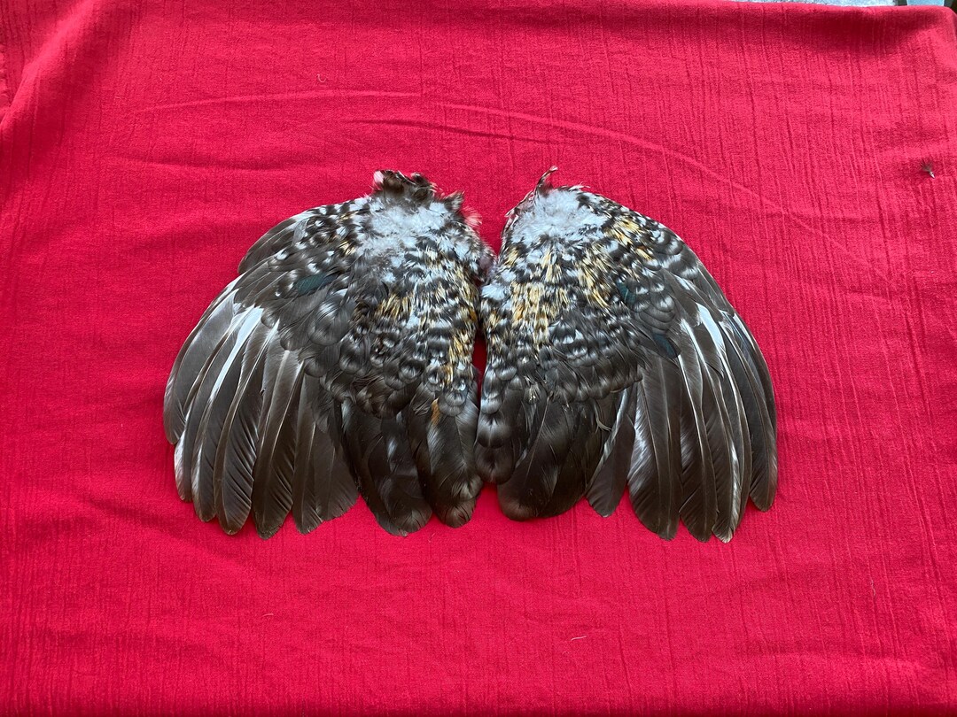 Pair Bantam Rooster Wings Feathers Crafts N3 - Etsy