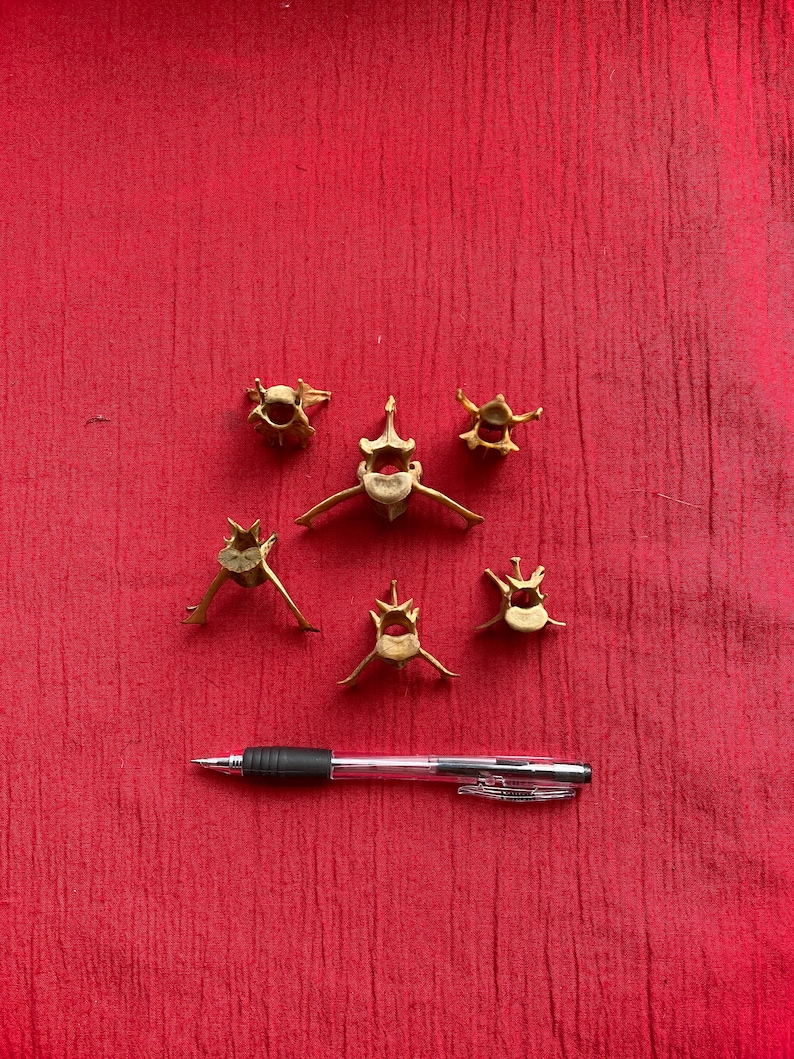 Six Animal Bones Vertebrae Spine - Etsy