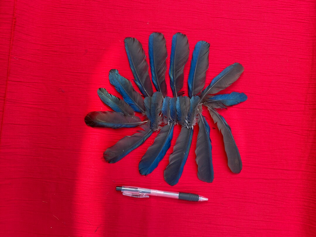 Magpie Feathers Art Craft Display Decoration Fashion - Etsy