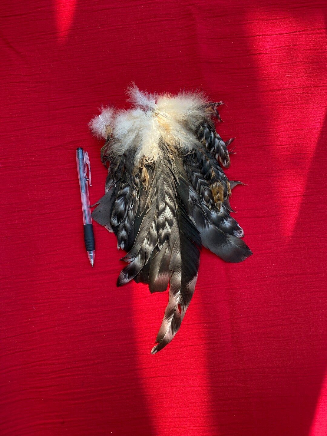 Ornamental Bantam Rooster Tail Feathers Hat Making Z3 - Etsy