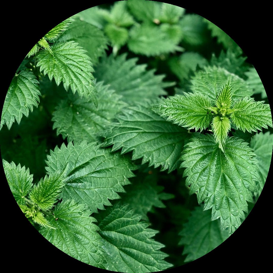 Allergy Duo Extract - Etsy