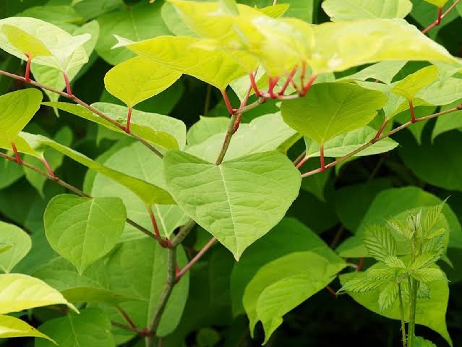 Japanese Knotweed Extract - Etsy
