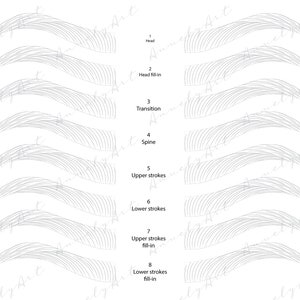 Microblading Patterns, Nanoblade Pattern, Basic, Advance, Curve, S ...