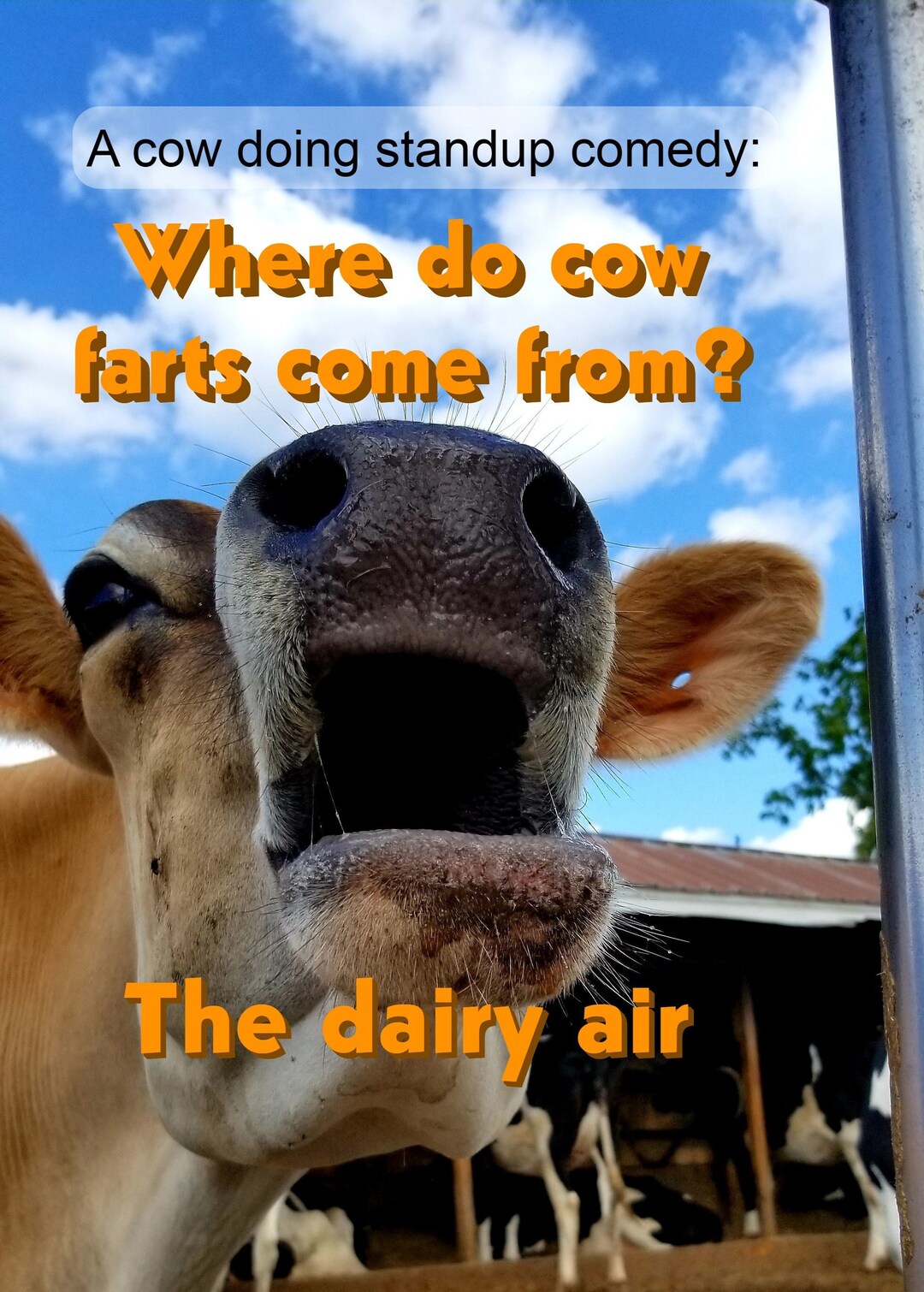 Cow Doing Stand-up Comedy - Etsy