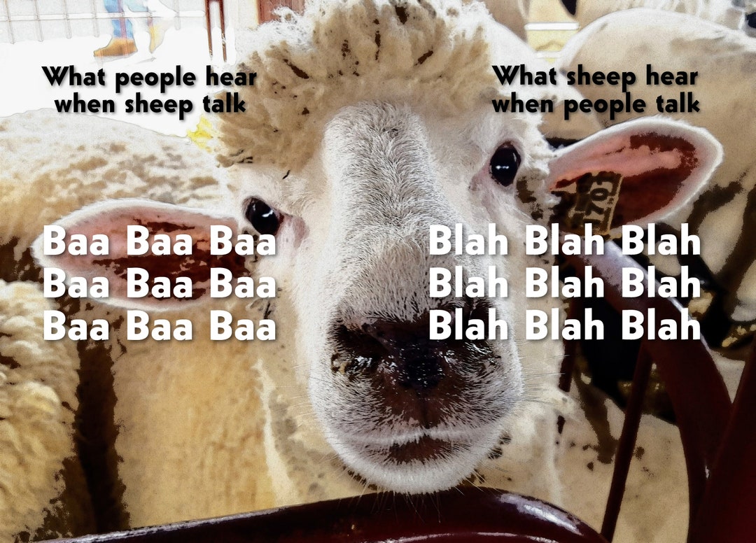Sheep Humor: Baa, Baa, Baa - Etsy