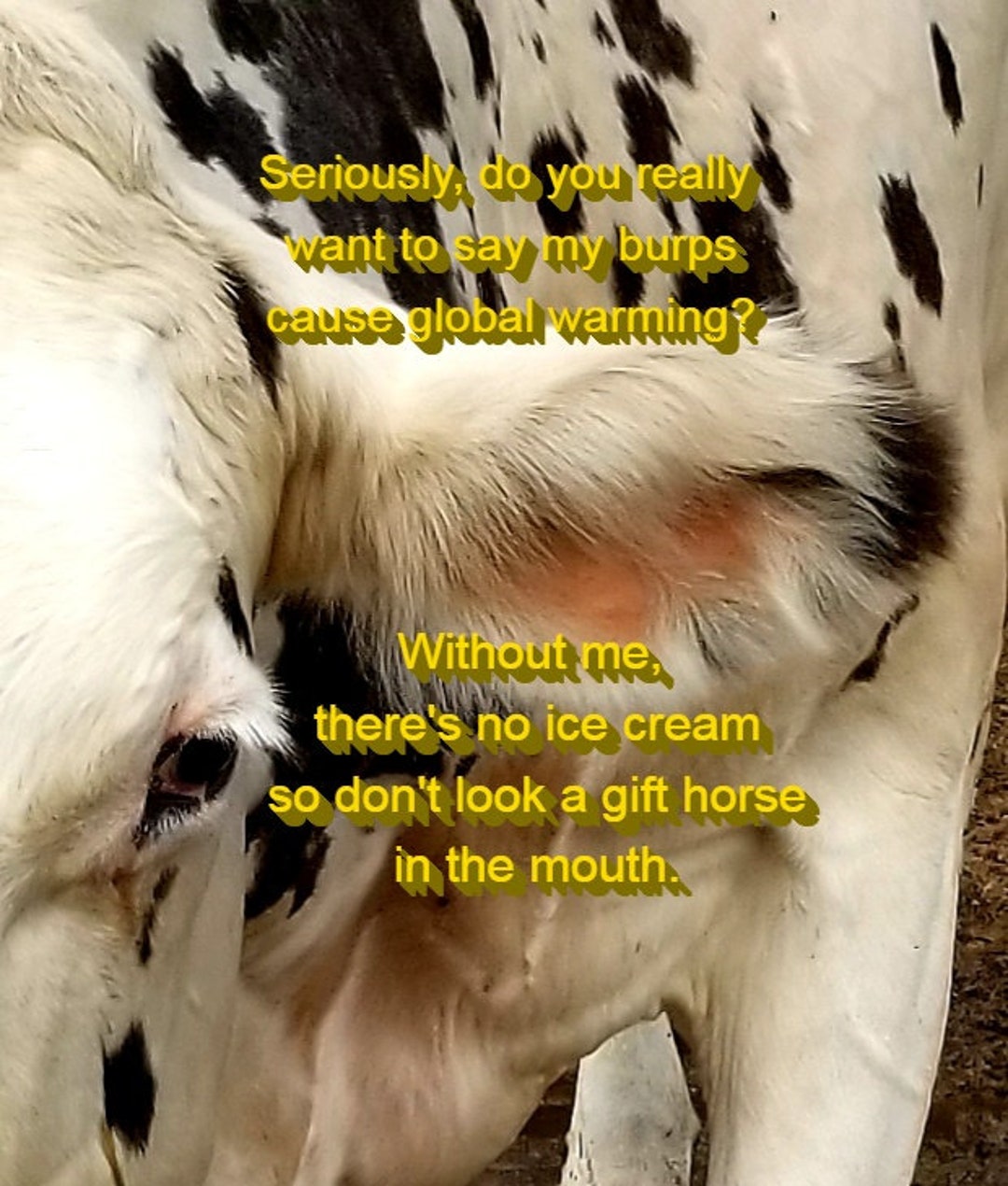 Cow Talks About Burps - Etsy