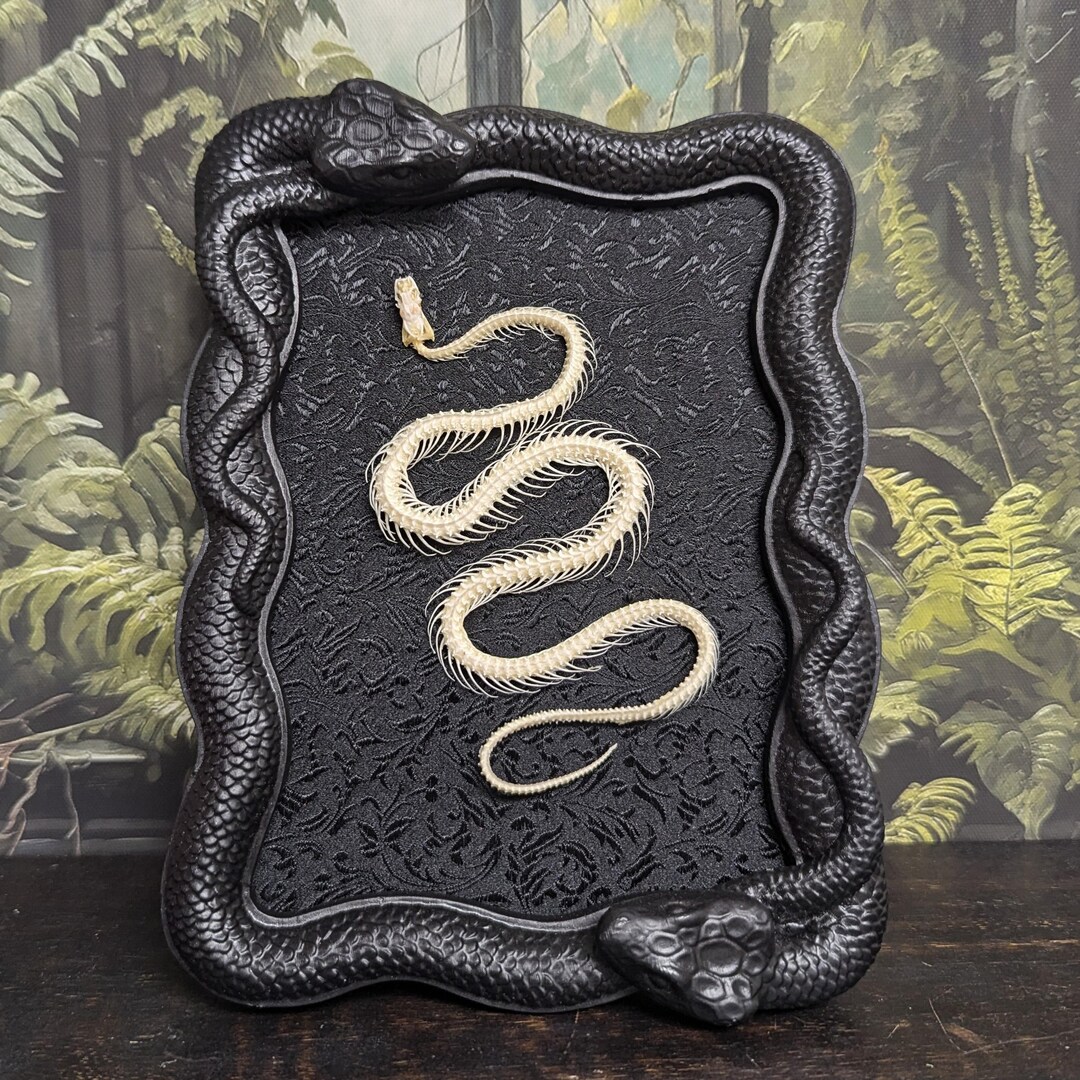 Snake Skeleton in Snake Frame real Snake Skeleton Framed Snake Real ...