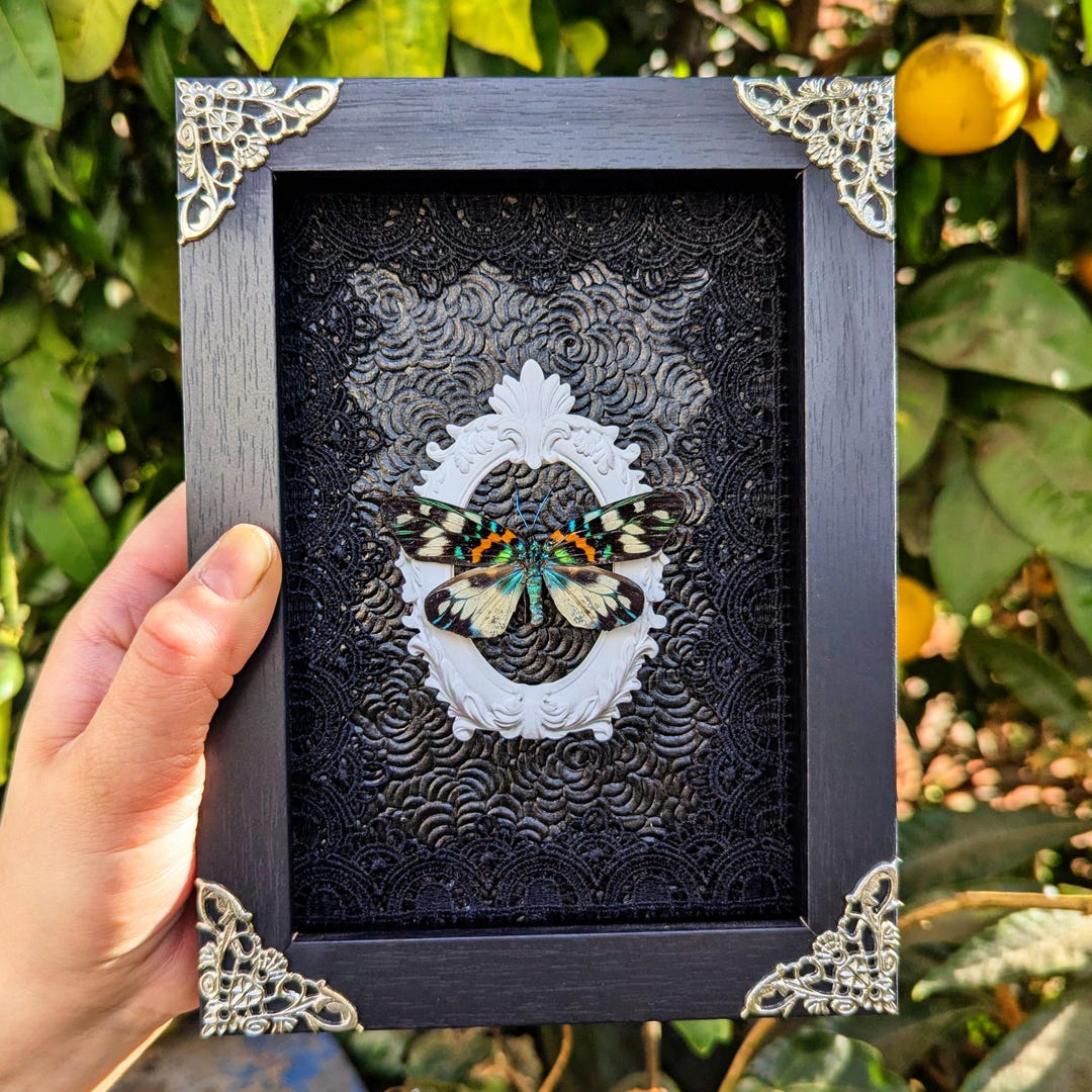 Multicolor Moth Shadowbox, Real Moth Entomology Decor, Gothic Home ...