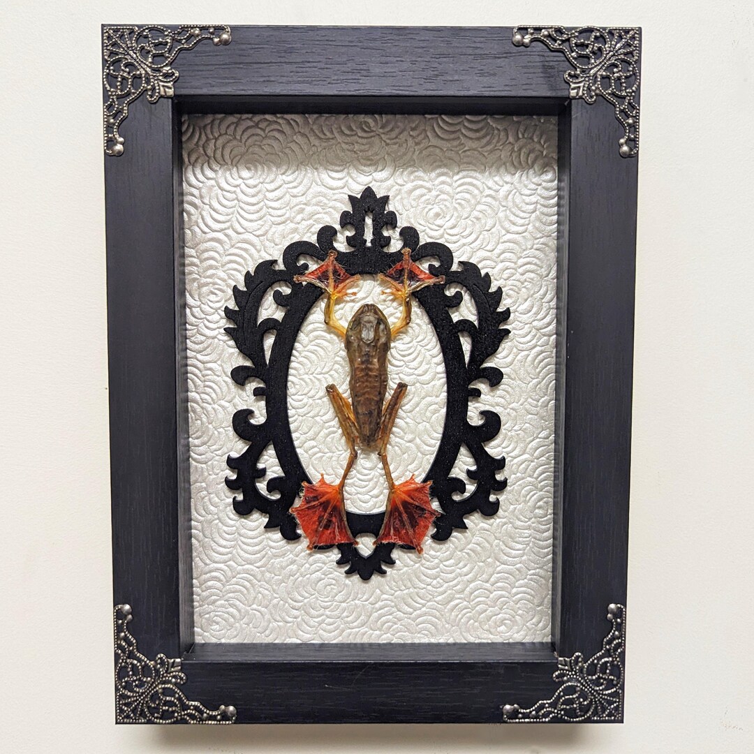 Harlequin Tree Frog Taxidermy Shadowbox, Real Mummified Frog, Toad Taxidermy Framed Specimen ...