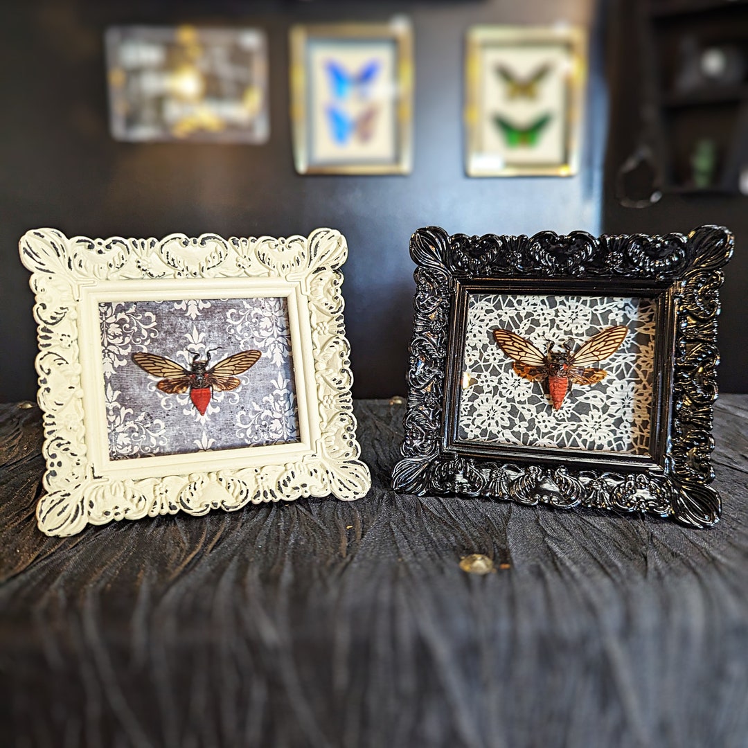 Framed Red Devil Cicada II real Cicada Taxidermy Entomology Gothic Dark ...