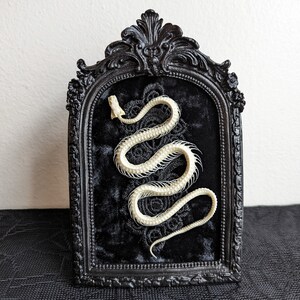 Snake Skeleton Framed, Black & Burgundy real Snake Skeleton Framed ...