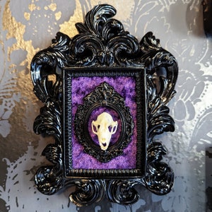 Real Bat Skull Framed, Gothic Dark Home Decor, Halloween Decor, Oddity ...