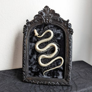 Snake Skeleton Framed, Black & Burgundy real Snake Skeleton Framed ...