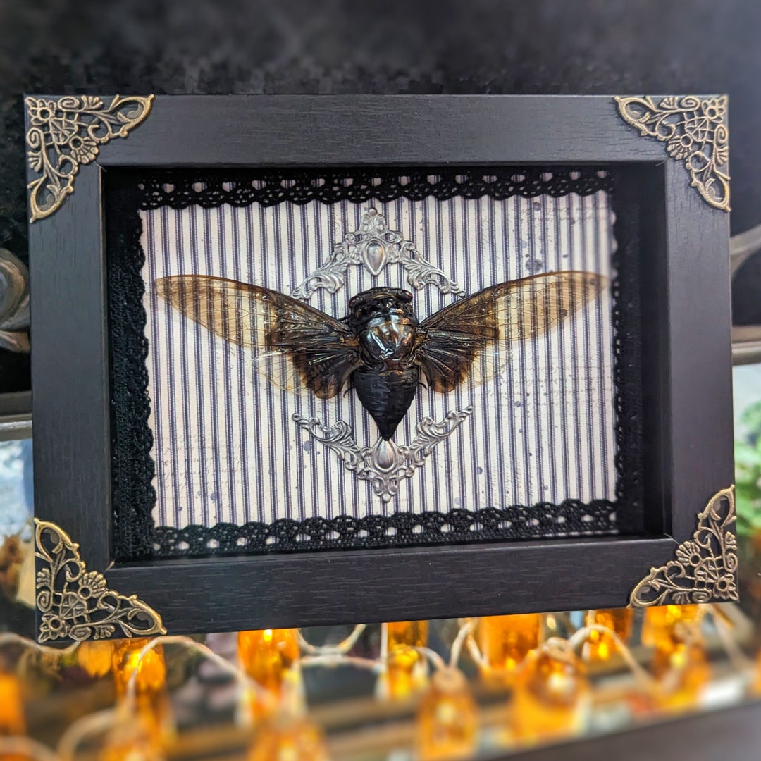 Real Batwing Cicada, Cicada Shadowbox, Real Insect, Entomology ...