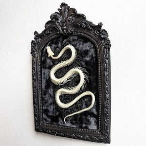 Snake Skeleton Framed, Black & Burgundy real Snake Skeleton Framed ...