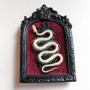 Snake Skeleton Framed, Black & Burgundy real Snake Skeleton Framed ...
