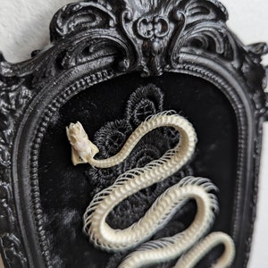 Snake Skeleton Framed, Black & Burgundy real Snake Skeleton Framed ...