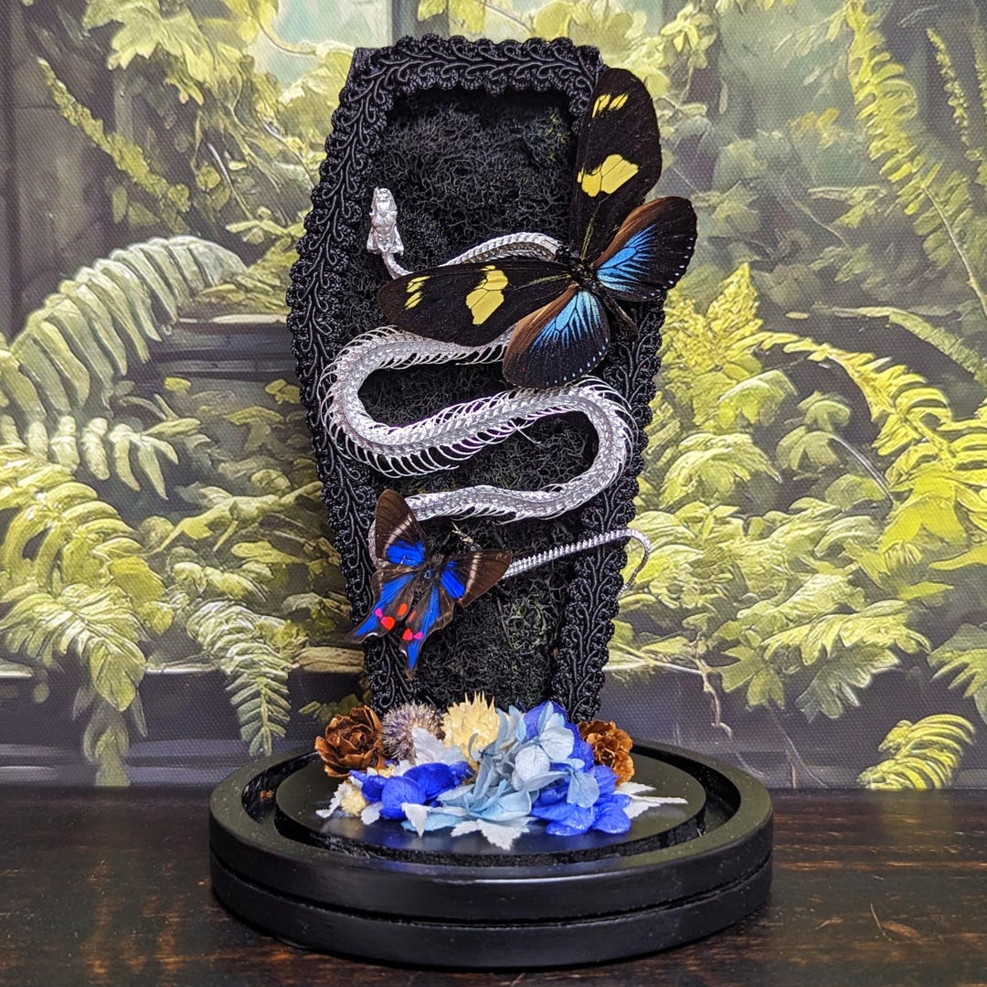 Snake Skeleton & Butterflies Coffin in Glass Dome, Real Snake Skeleton ...