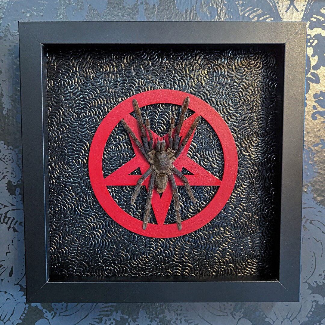 Tarantula Inverted Pentagram Shadowbox real Tarantula Spider Inverted ...