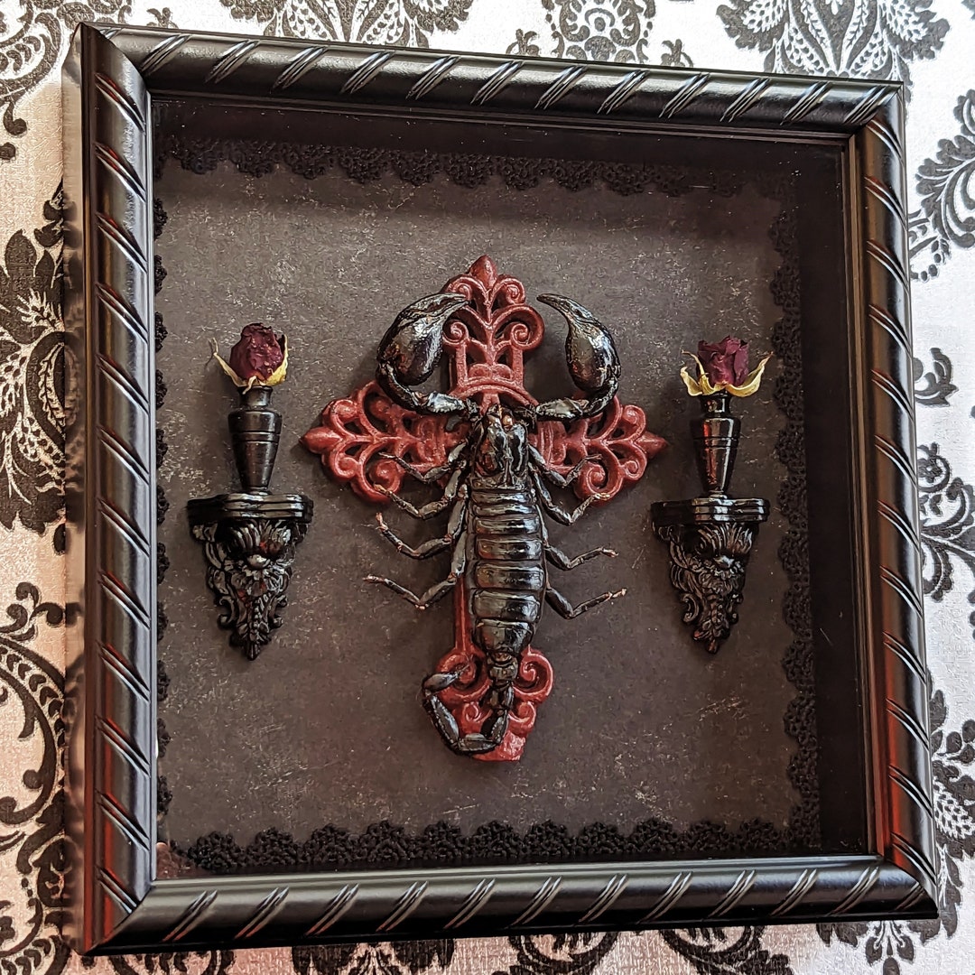 Scorpion Flower Shadowbox (real Giant Scorpion | Taxidermy | Entomology ...
