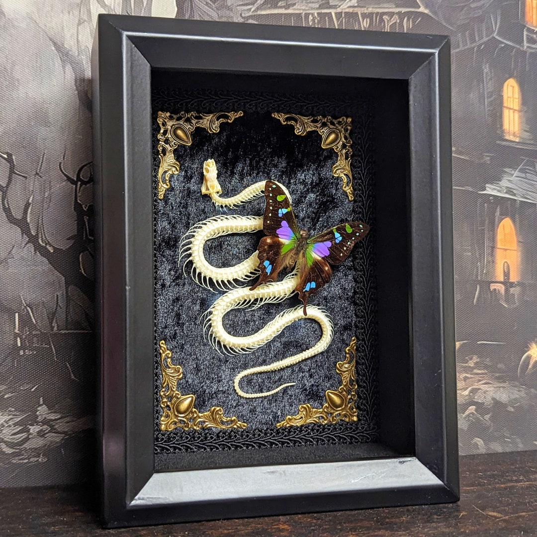 Snake Skeleton & Butterfly Shadowbox Summer Edition real Snake ...