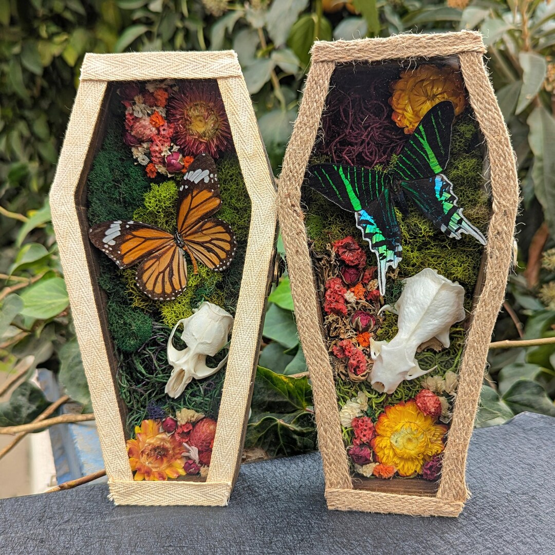Terrarium Coffin, Real Animal Skull, Real Butterfly Moth, Witchy Decor ...