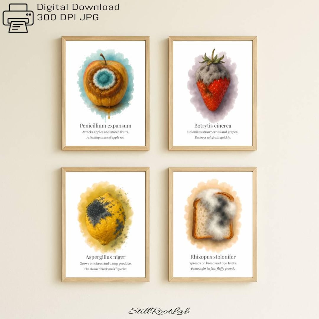Mold & Decay Poster Set - Etsy