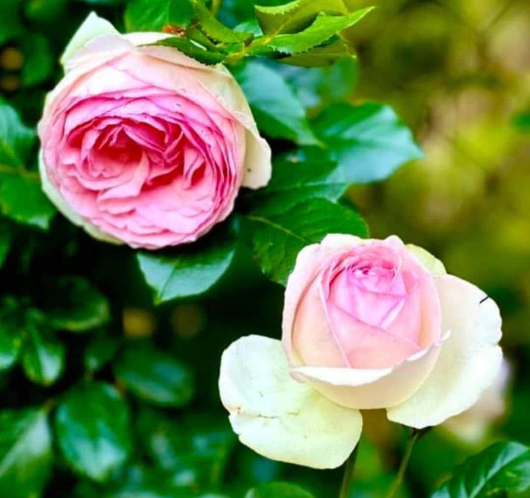 Climbing Rose Rosa Eden Climber Pierre Live Starter Plant Own Root Not ...