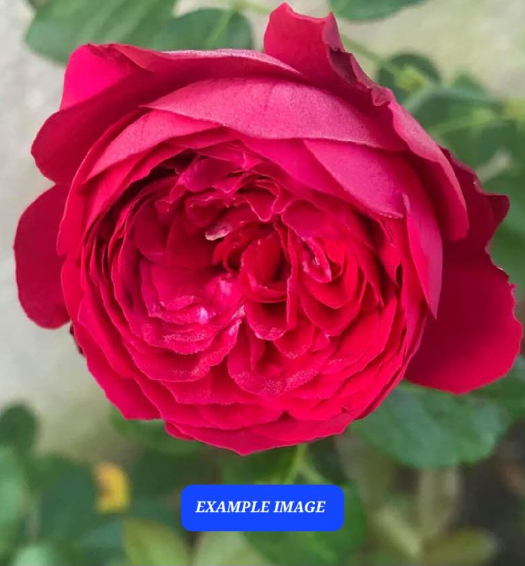 Climbing Rose Rosa Eden Climber Red Live Starter Plant Semi Dormant for ...