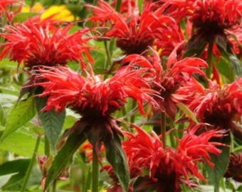 NEW Monarda 'jacob Cline', Bright Red Bee Balm, Perennial Live Plant ...