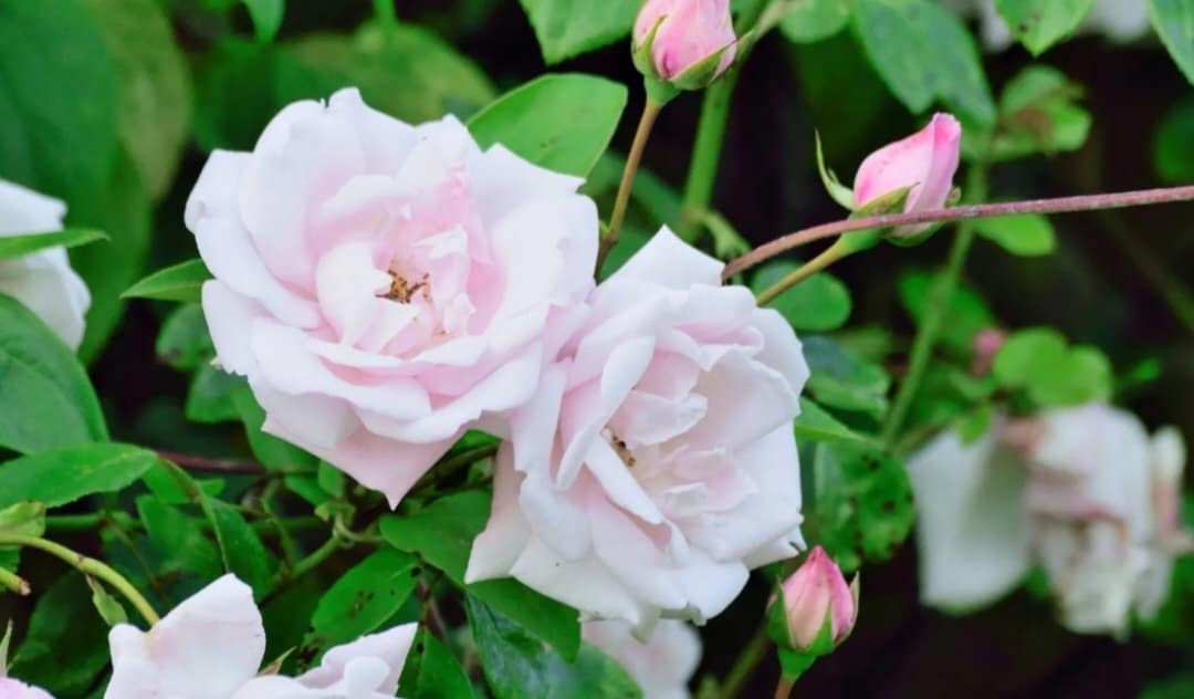 Climbing Rose New Dawn 3-4 Starter Plant POSSIBLY TRIMMED/DEFOLIATED in ...