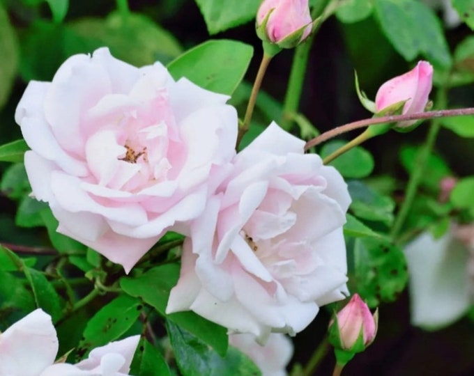 PROM QUEEN Old Garden Antique Own Root Climbing Rose Double White ...