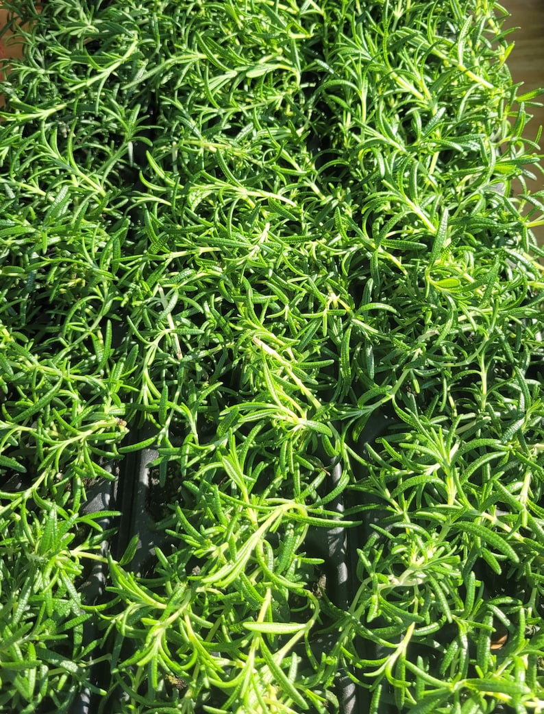 Rosemary Prostratus Trailing Herb Live Starter Plant - Etsy