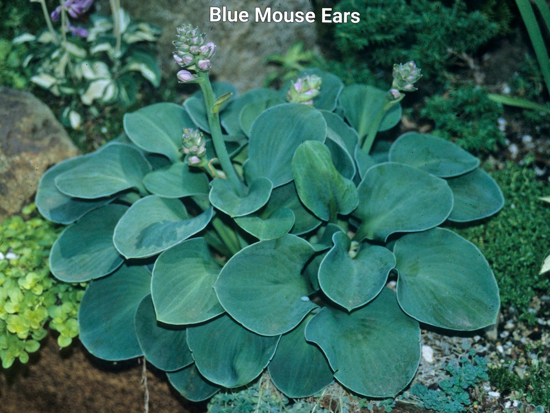 1 Miniature Hosta Blue Mouse Ears Live Starter Rooted Plug - Etsy