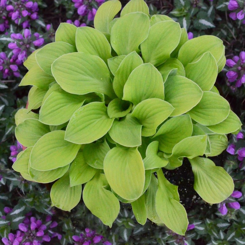 Purple Hosta Plant - Etsy