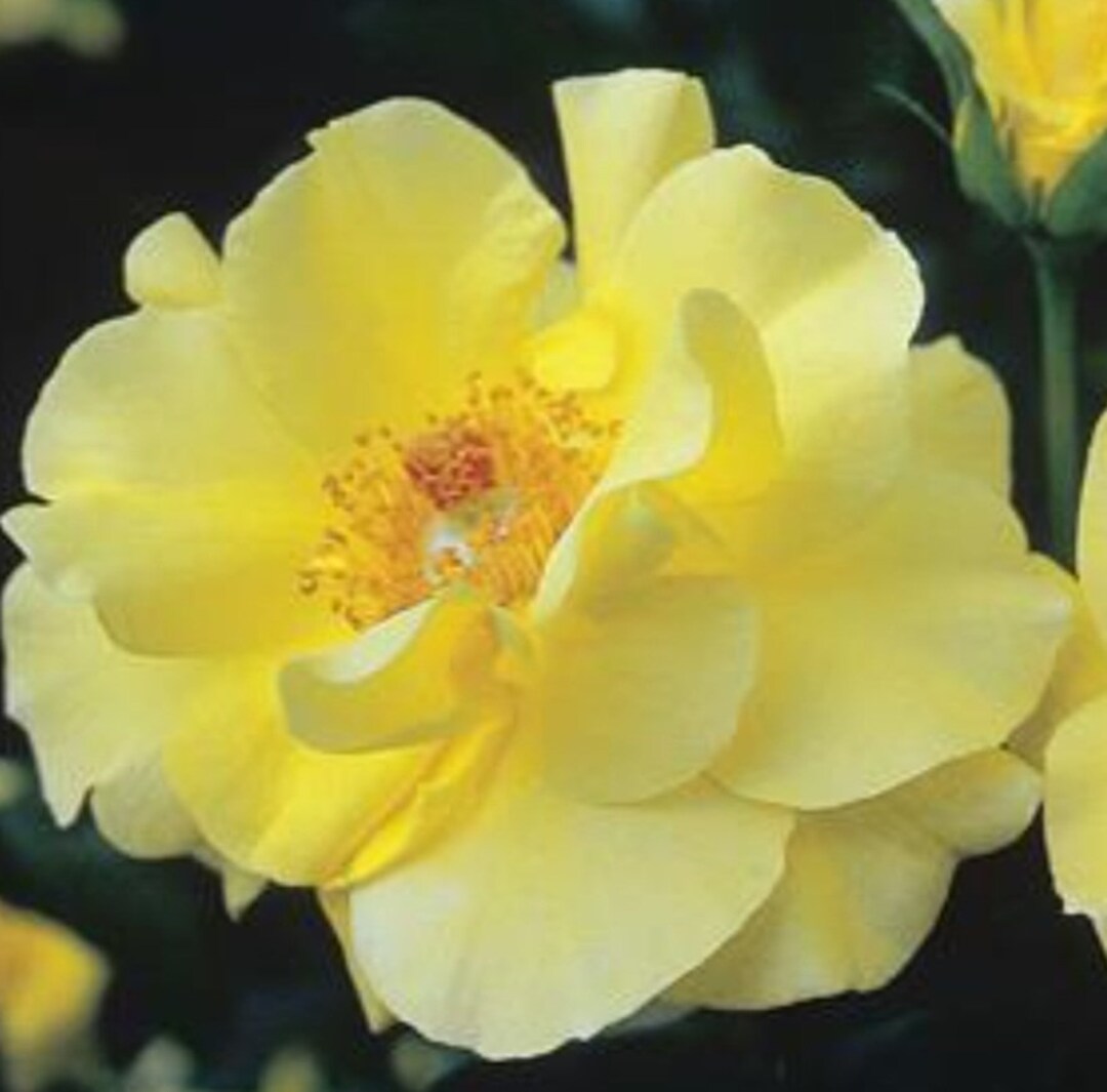 Closeout Sale Climbing Rose Golden Showers One Gallon 3-6 2 Year Old ...